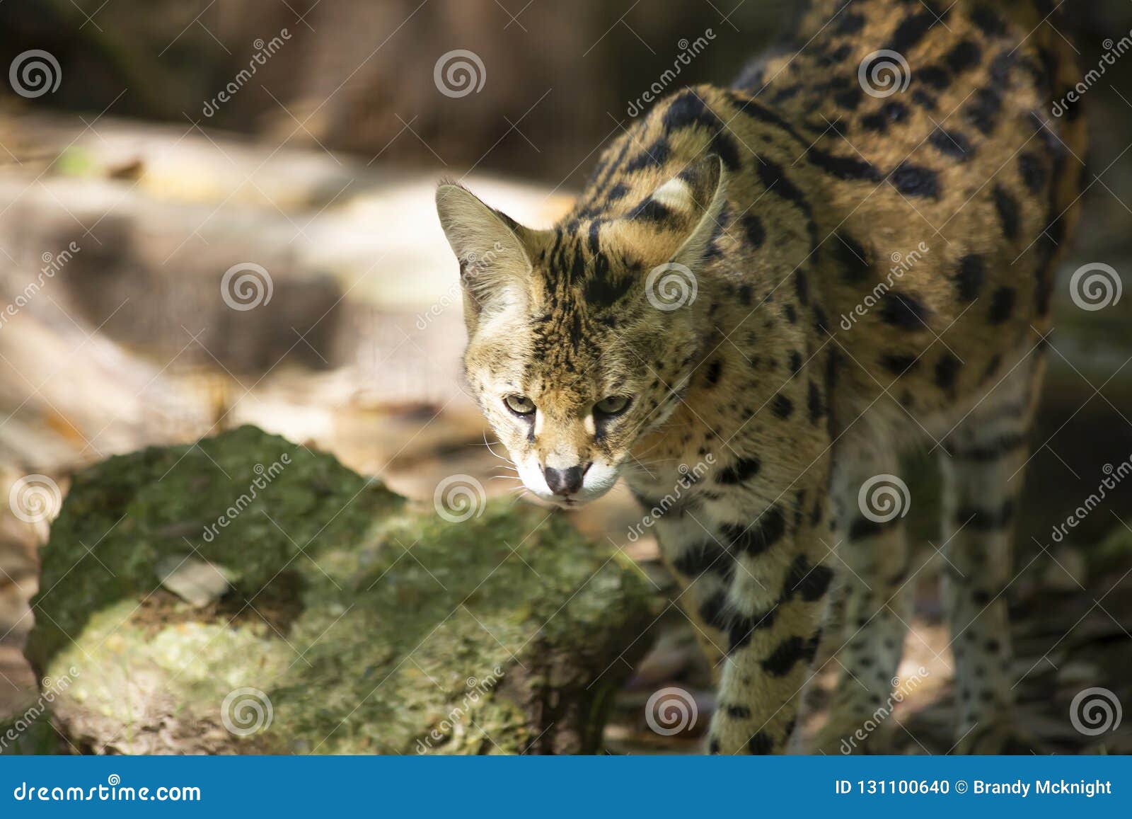 Serval Stalking Its Prey stock photo. Image of life - 131100640