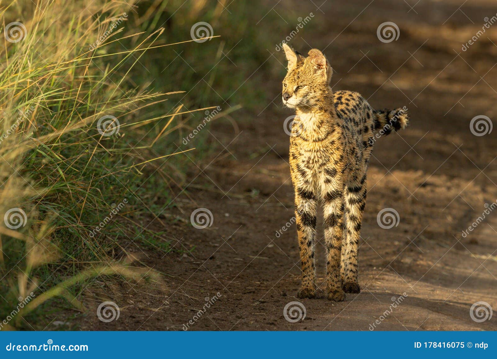 Serval Stands on Dirt Track Looking Left Stock Image - Image of canvas ...