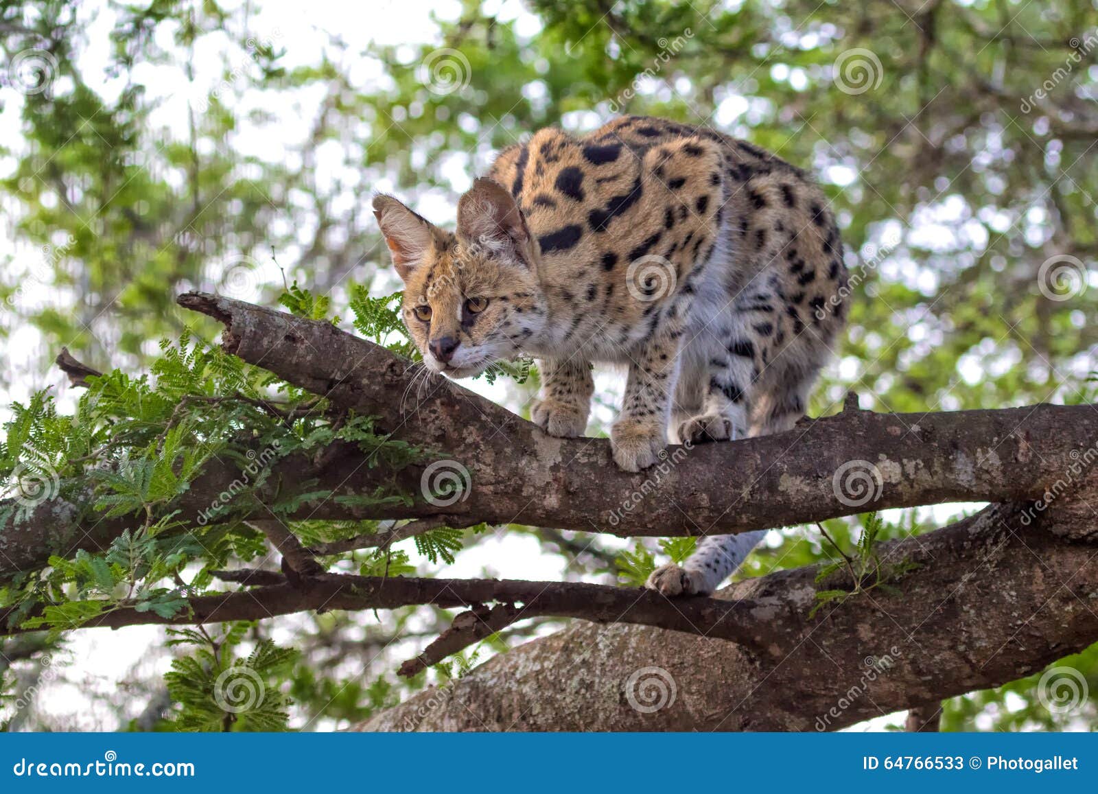 Serval On A Tree Royalty-Free Stock Photo | CartoonDealer.com #135768081