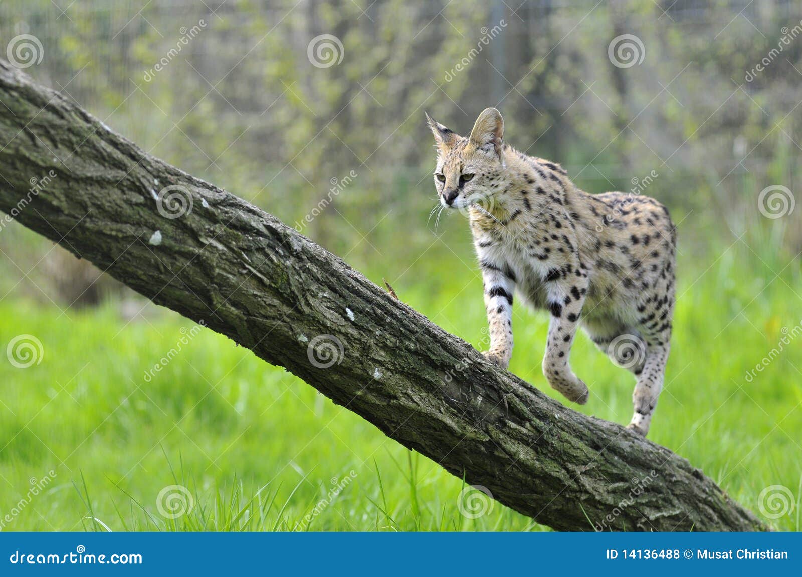 Serval In A Tree At Kruger Stock Image | CartoonDealer.com #64766533