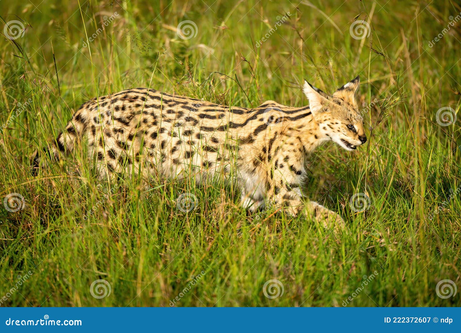 Serval Walking through Long Grass Lifting Paw Stock Image - Image of ...