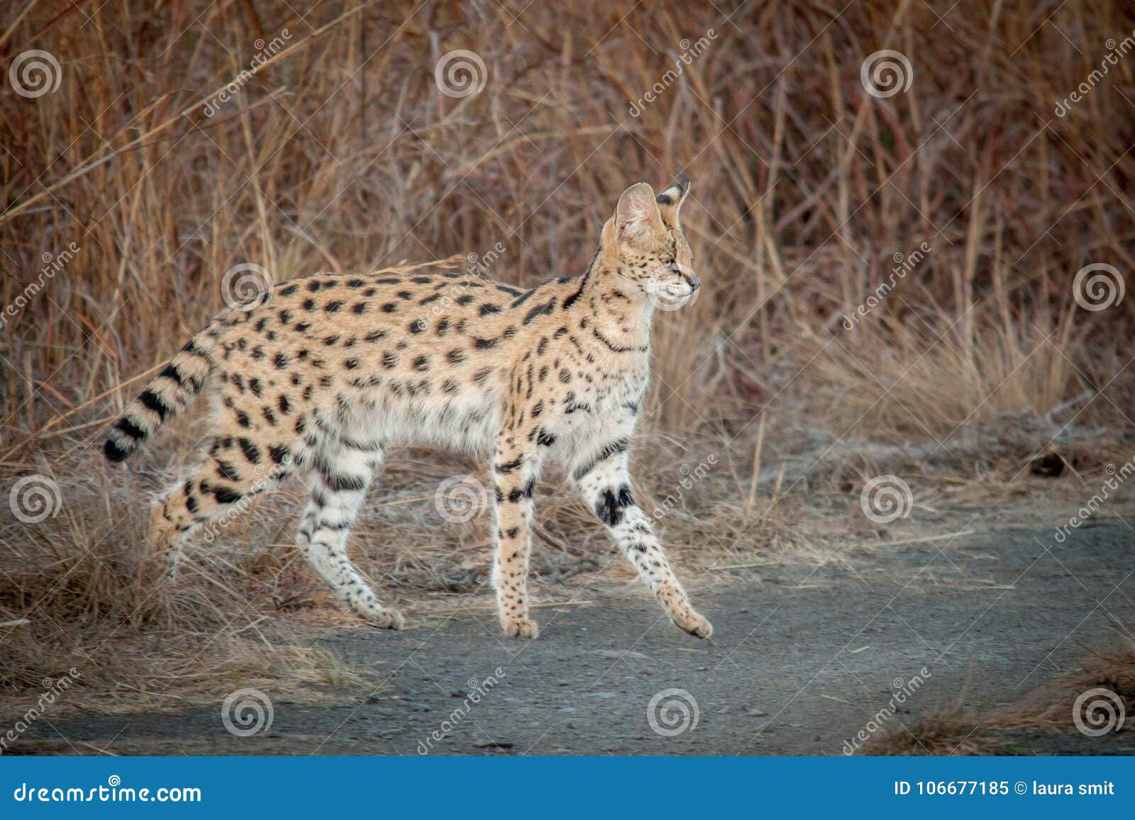 Serval stock image. Image of wildlife, savanna, cats - 106677185