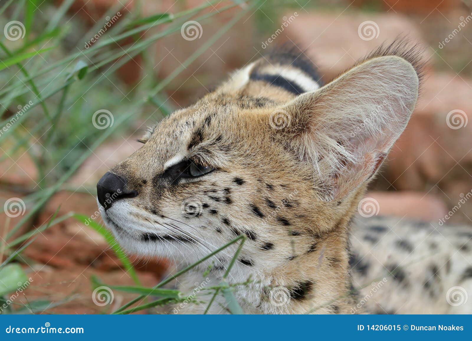 Serval Wild Cat stock image. Image of safari, long, nature - 14206015