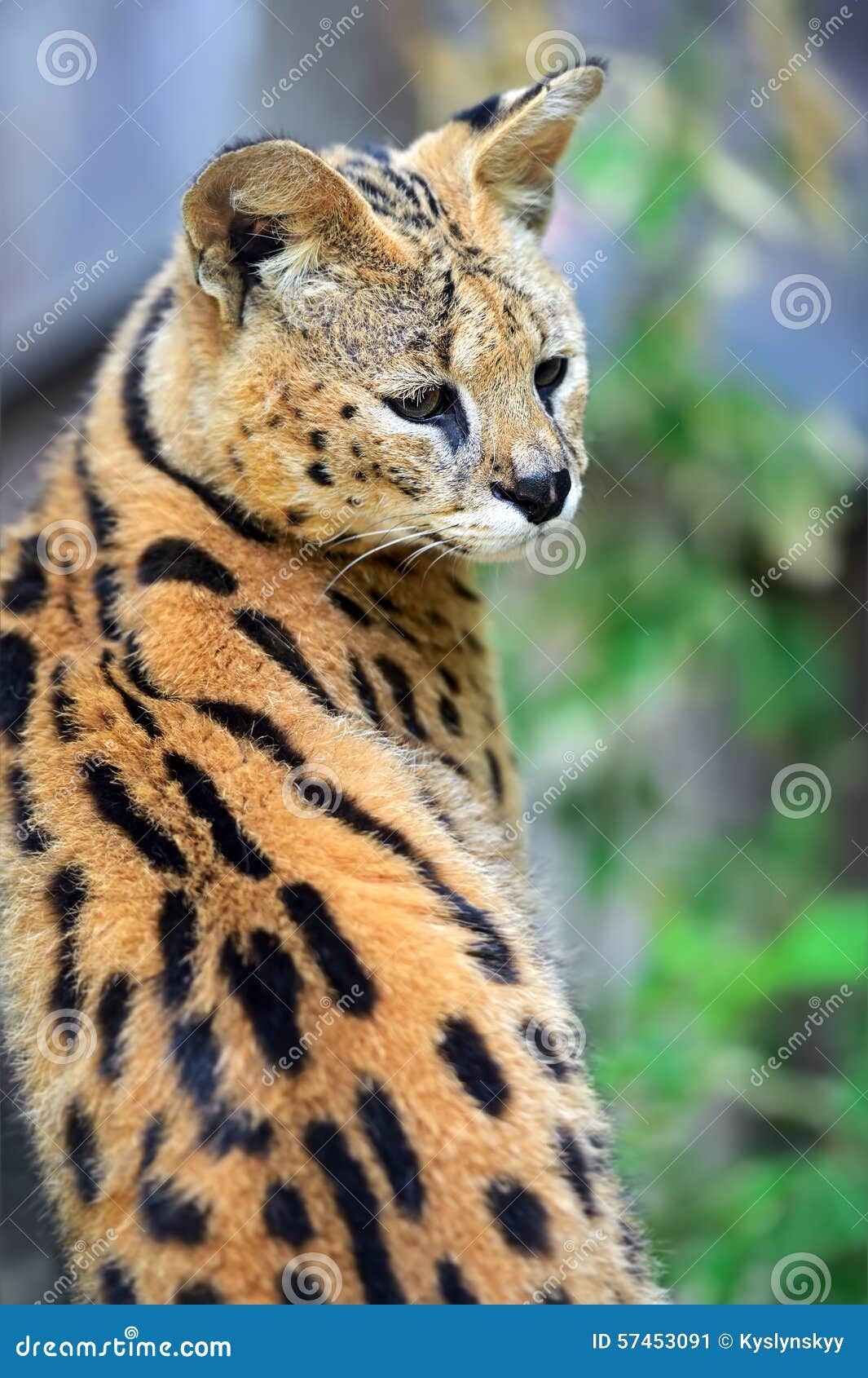 Serval Wild Cat stock image. Image of africa, savanna - 57453091