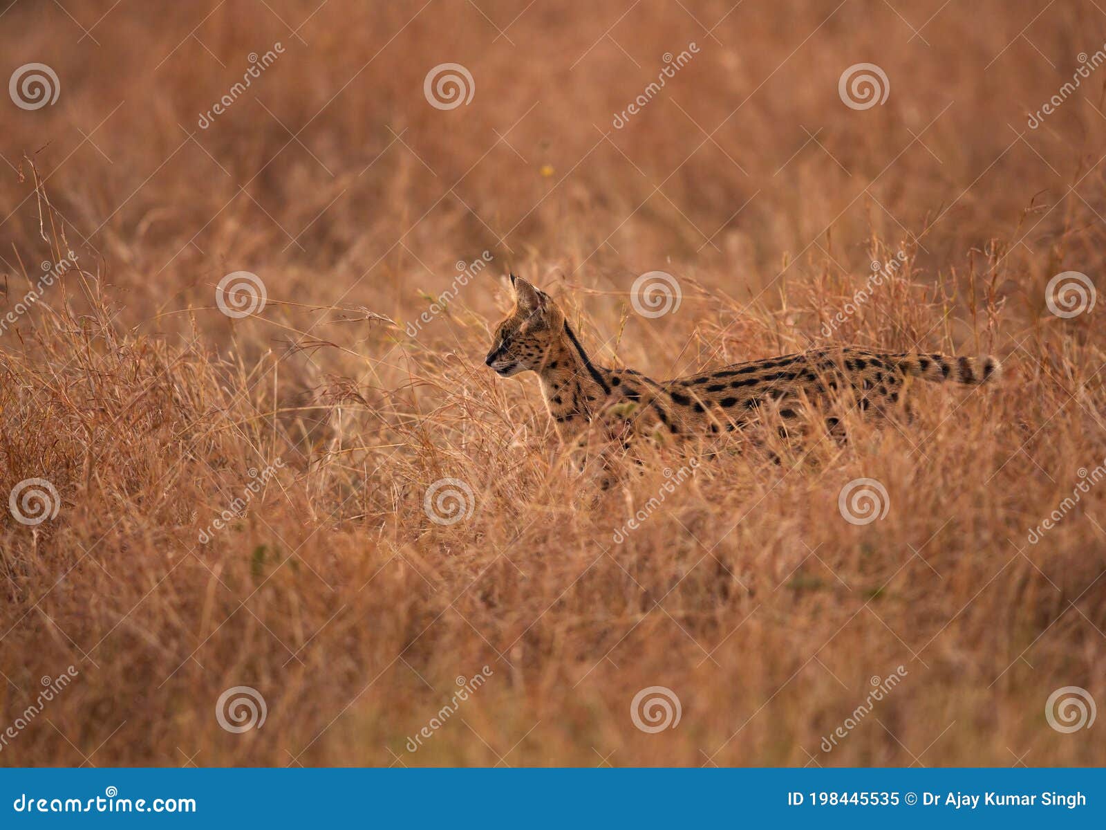 Serval Wild Cat in the Grasses of Masai Mara Stock Image - Image of ...