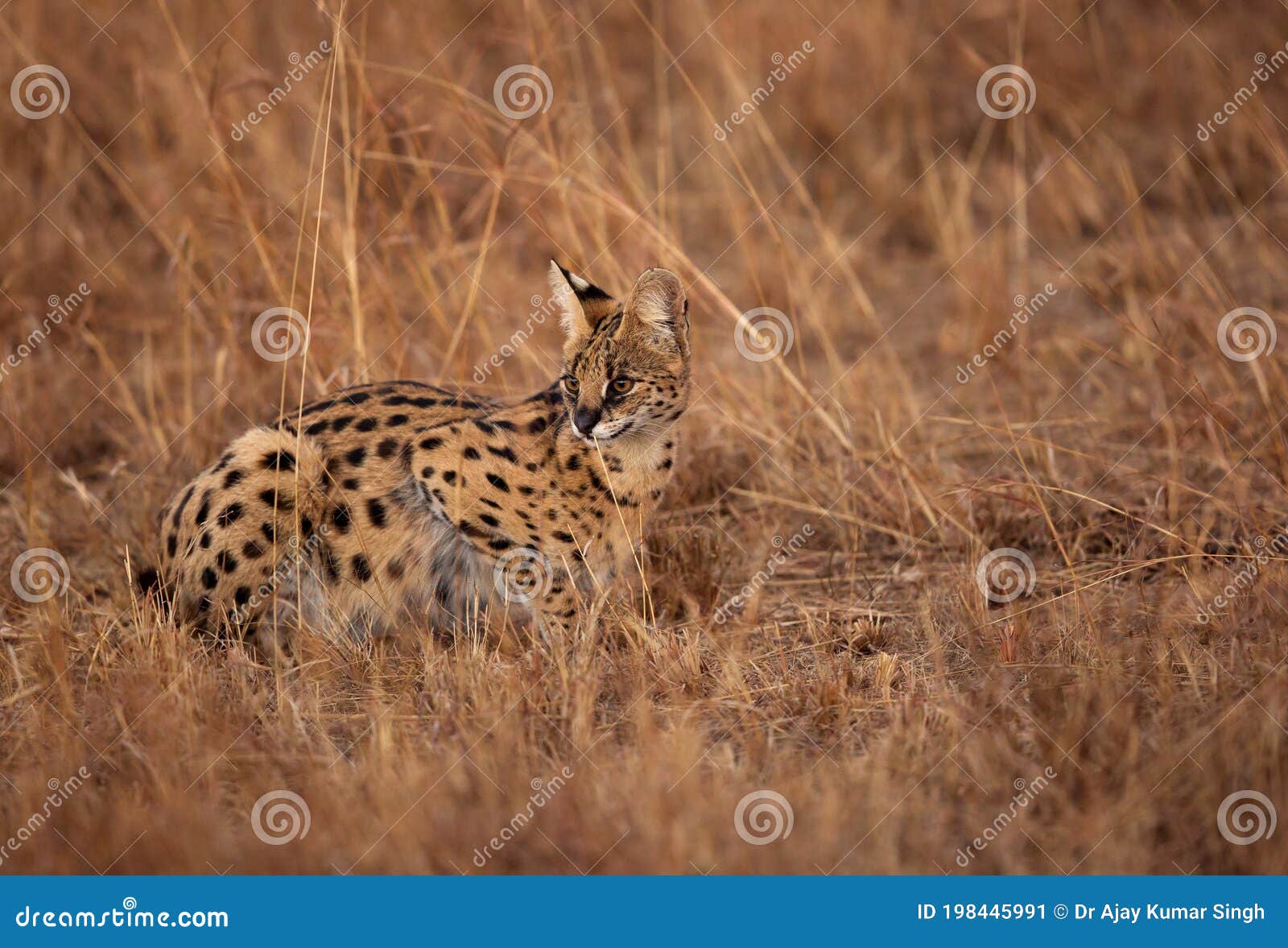 Serval Wild Cat in the Grasses of Masai Mara Stock Image - Image of ...