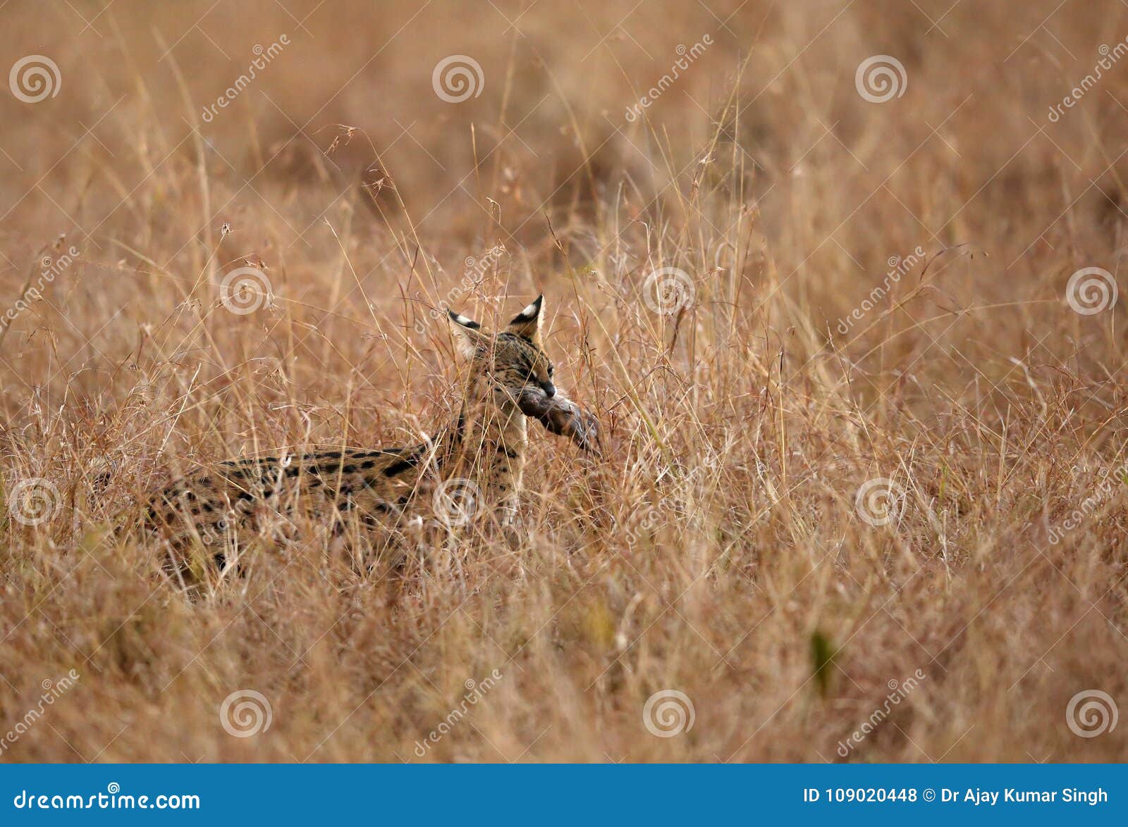 Serval Wild Cat with kill stock photo. Image of mara - 109020448