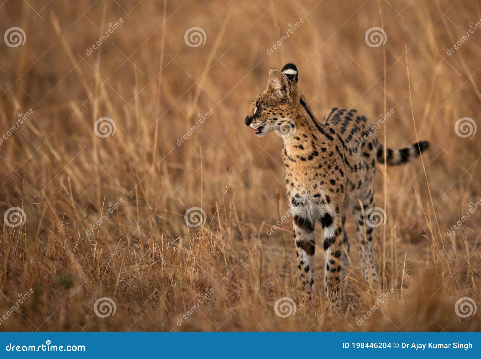 Serval Wild Cat in Masai Mara Grassland Stock Photo - Image of ...