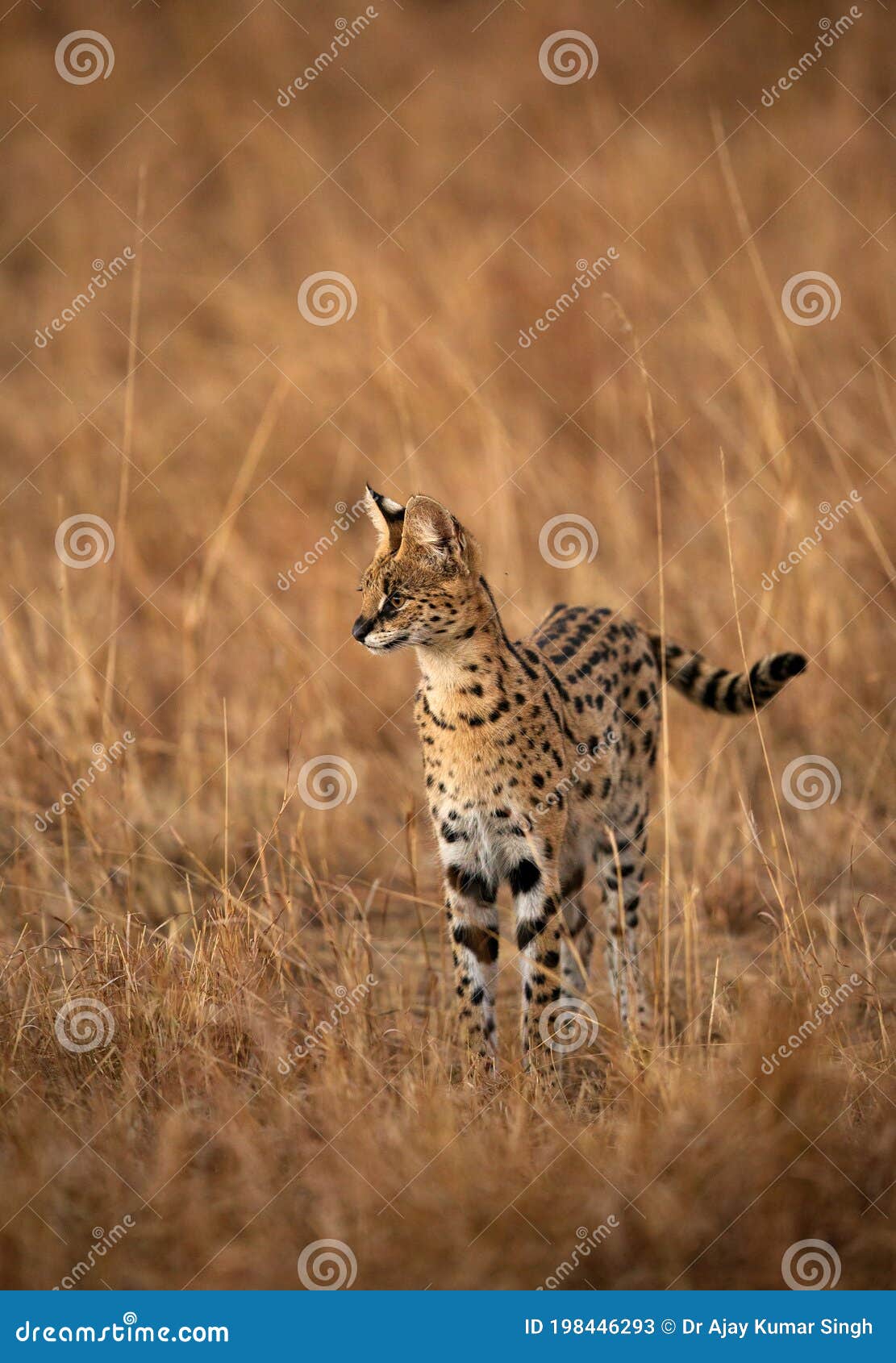 Serval Wild Cat Moving in Grasses of Masai Mara Stock Image - Image of ...