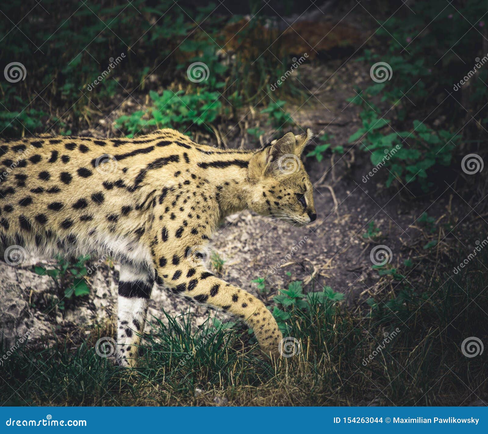 Serval Wild Cat Walking in the Grass Stock Photo - Image of animalia ...