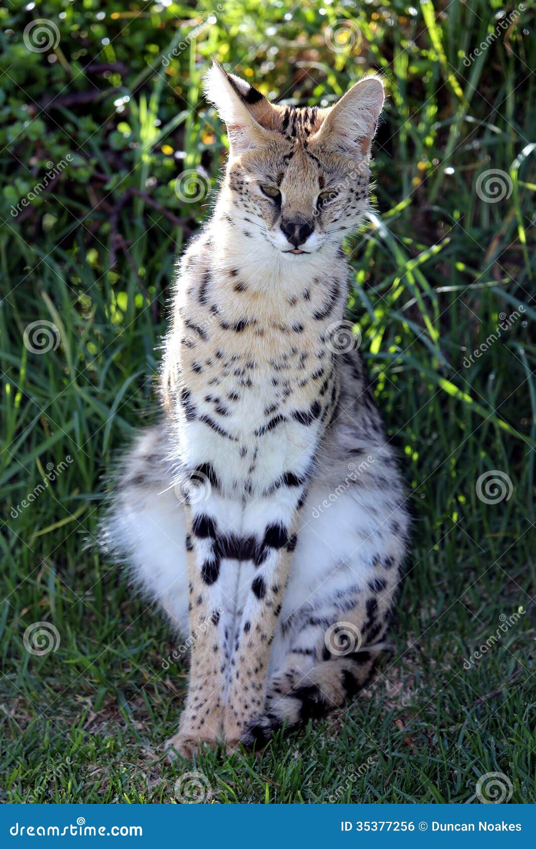 Serval Wilde Kat stock foto. Image of dier, afrikaans - 35377256