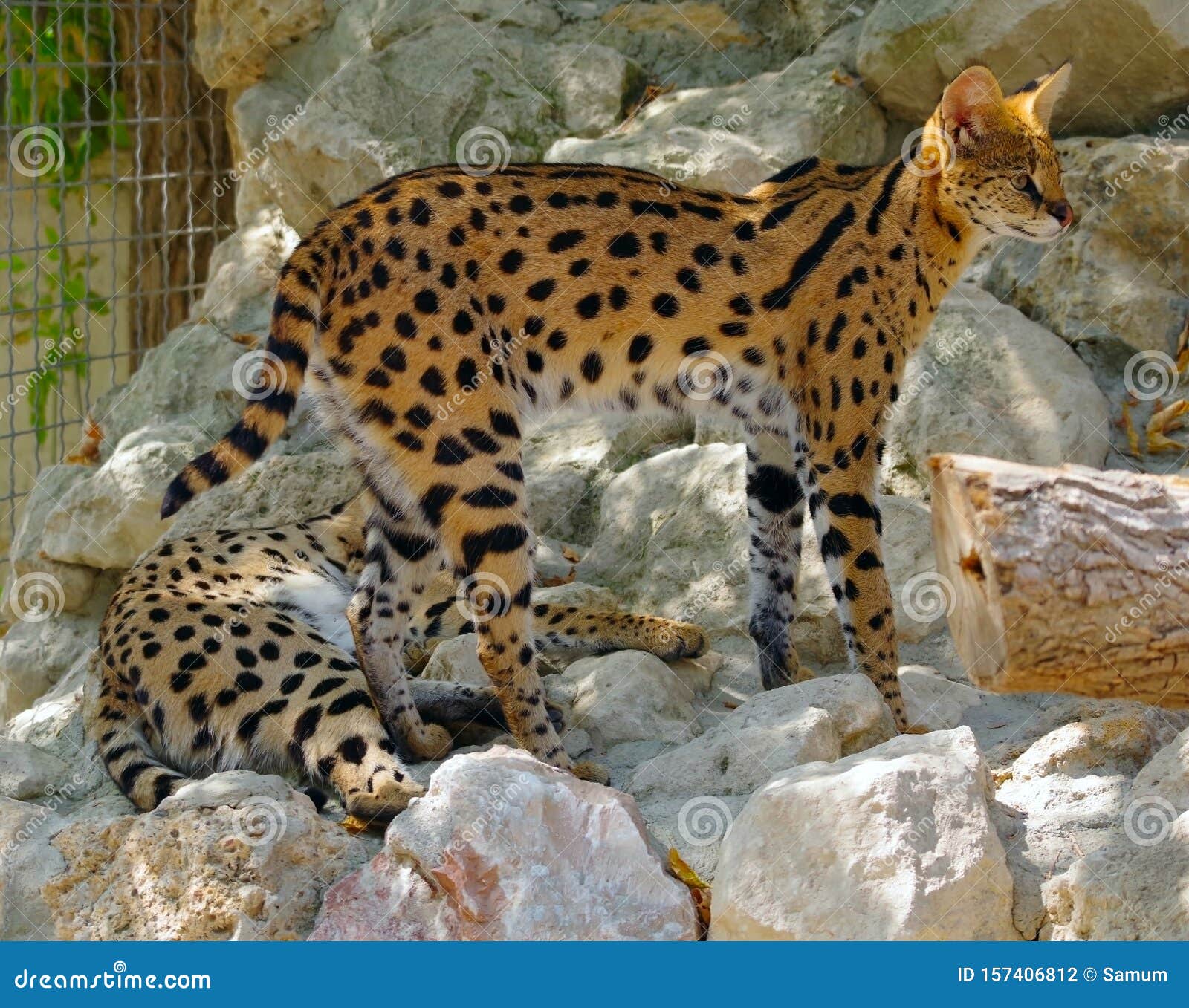 Servals resting on stones editorial photography. Image of nature ...