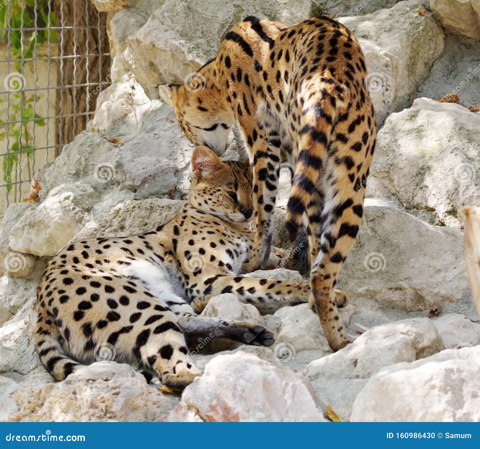 Servals resting on stones stock photo. Image of fauna - 160986430