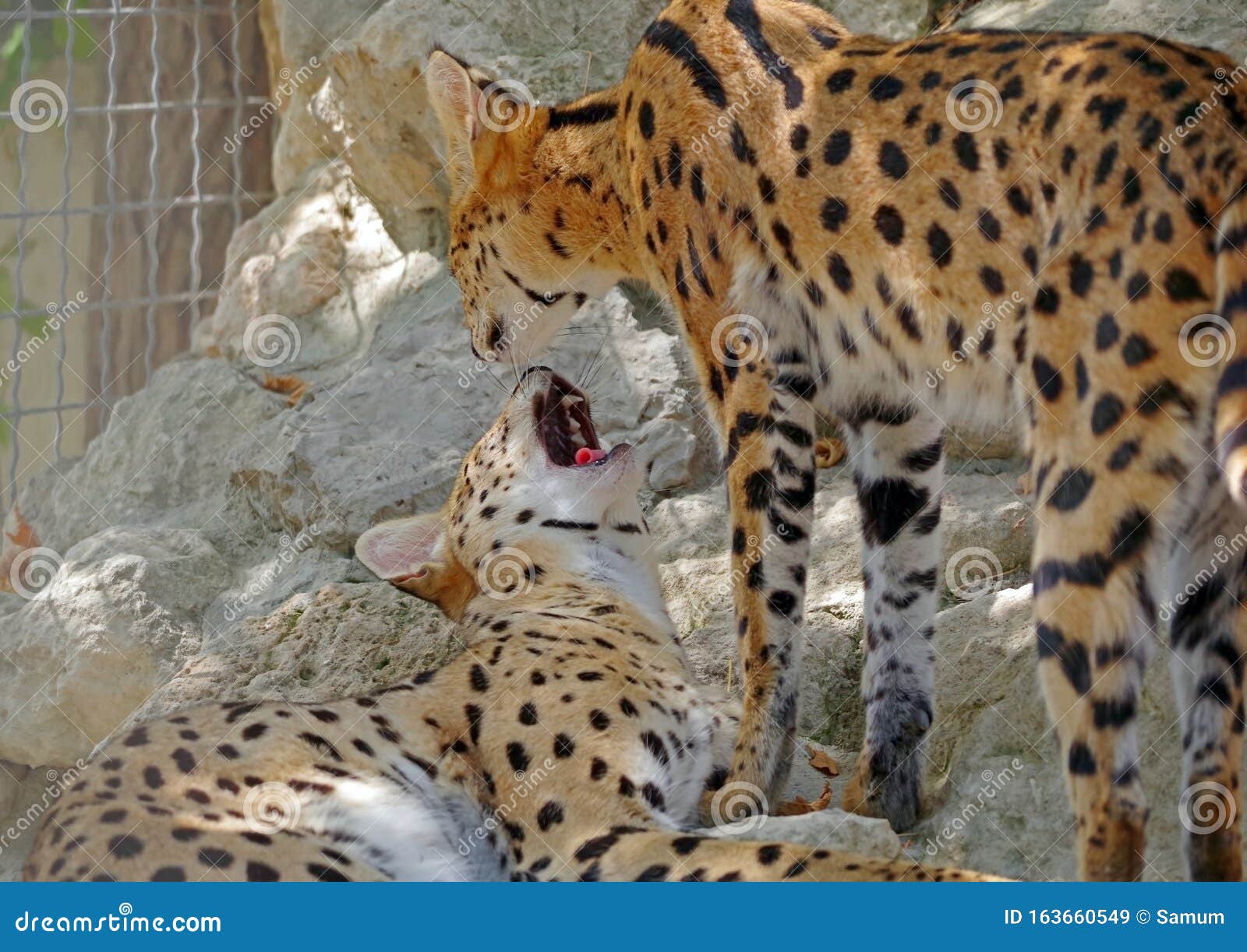 Servals resting on stones stock image. Image of downy - 163660549