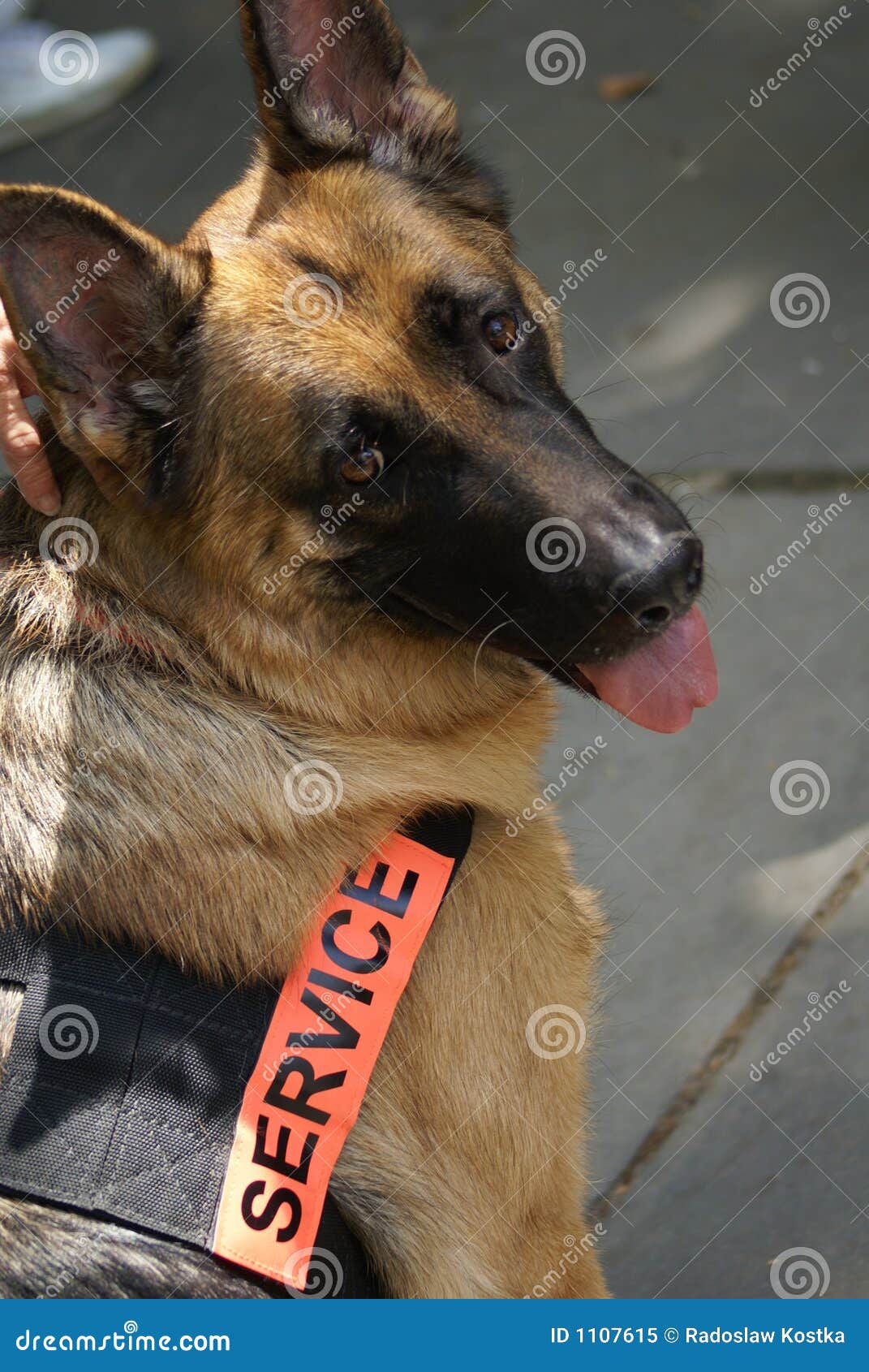 Army German Shepard Stock Photos - Free & Royalty-Free Stock Photos ...