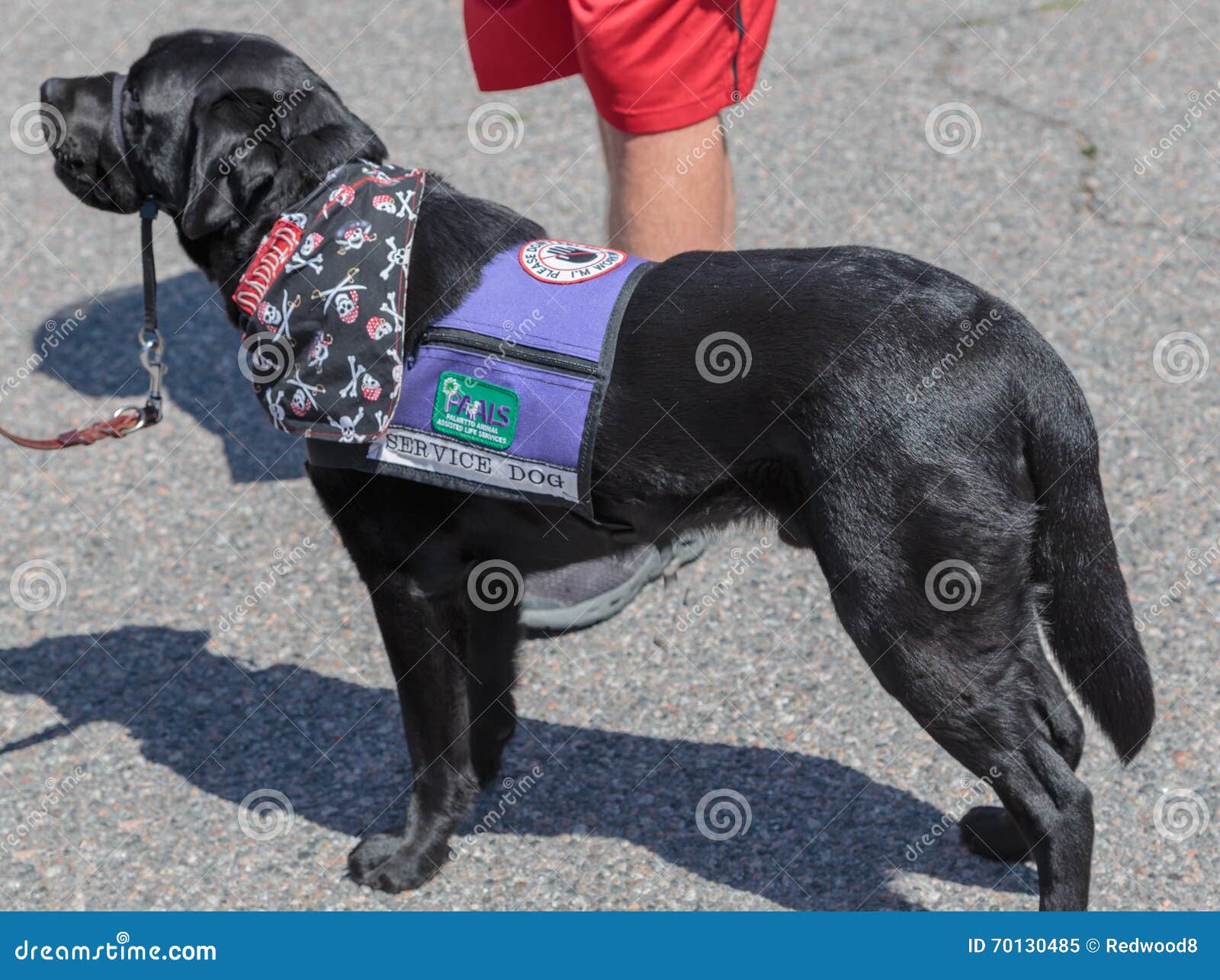 Service Dog editorial image. Image of guide, leash, service - 70130485