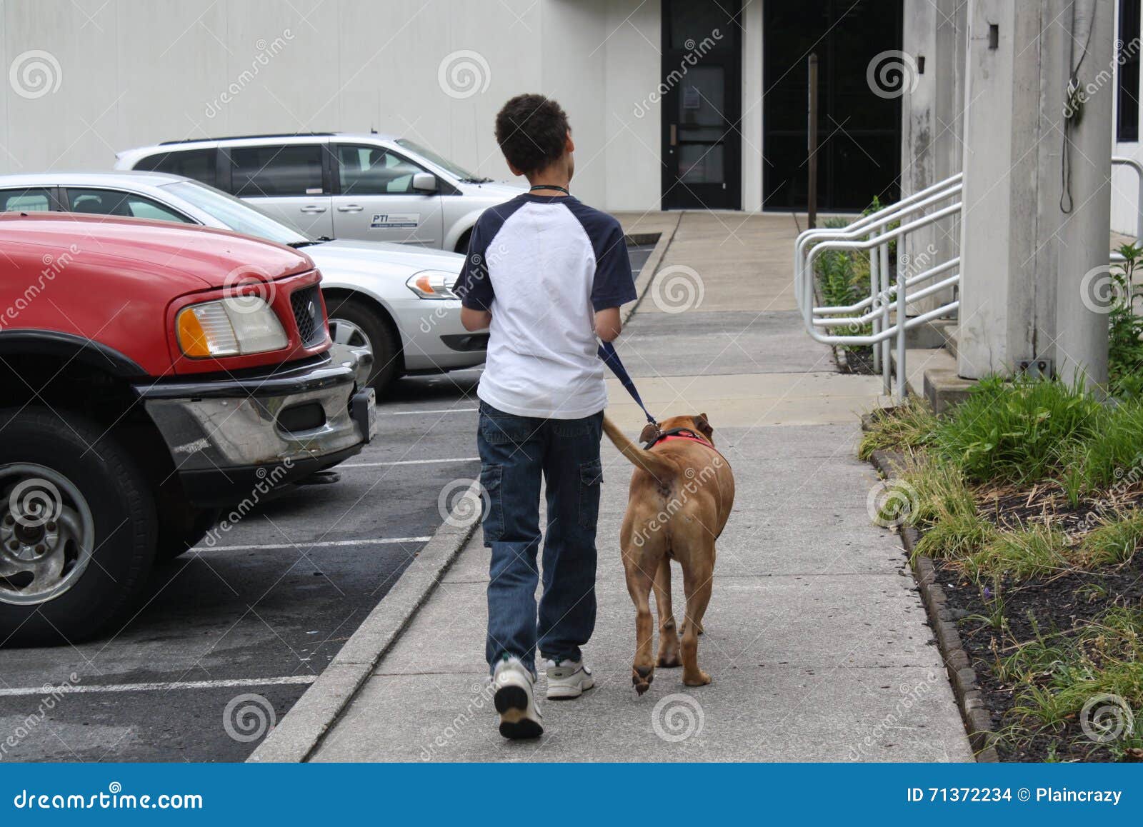 Service dog at work stock photo. Image of tegether, cars - 71372234
