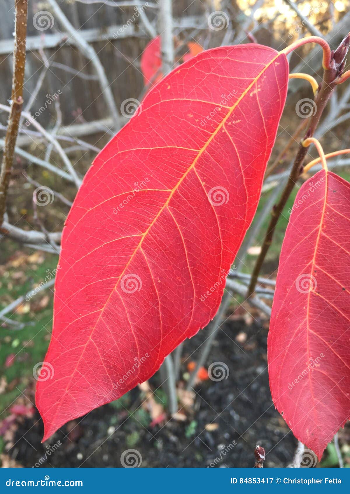 Serviceberry Leaf stock image. Image of leaf, native - 84853417