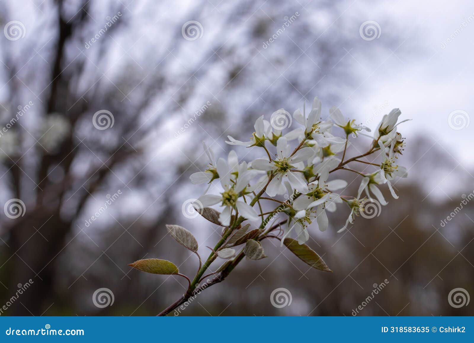 Serviceberry Tree Abstract Texture Background Stock Image - Image of ...