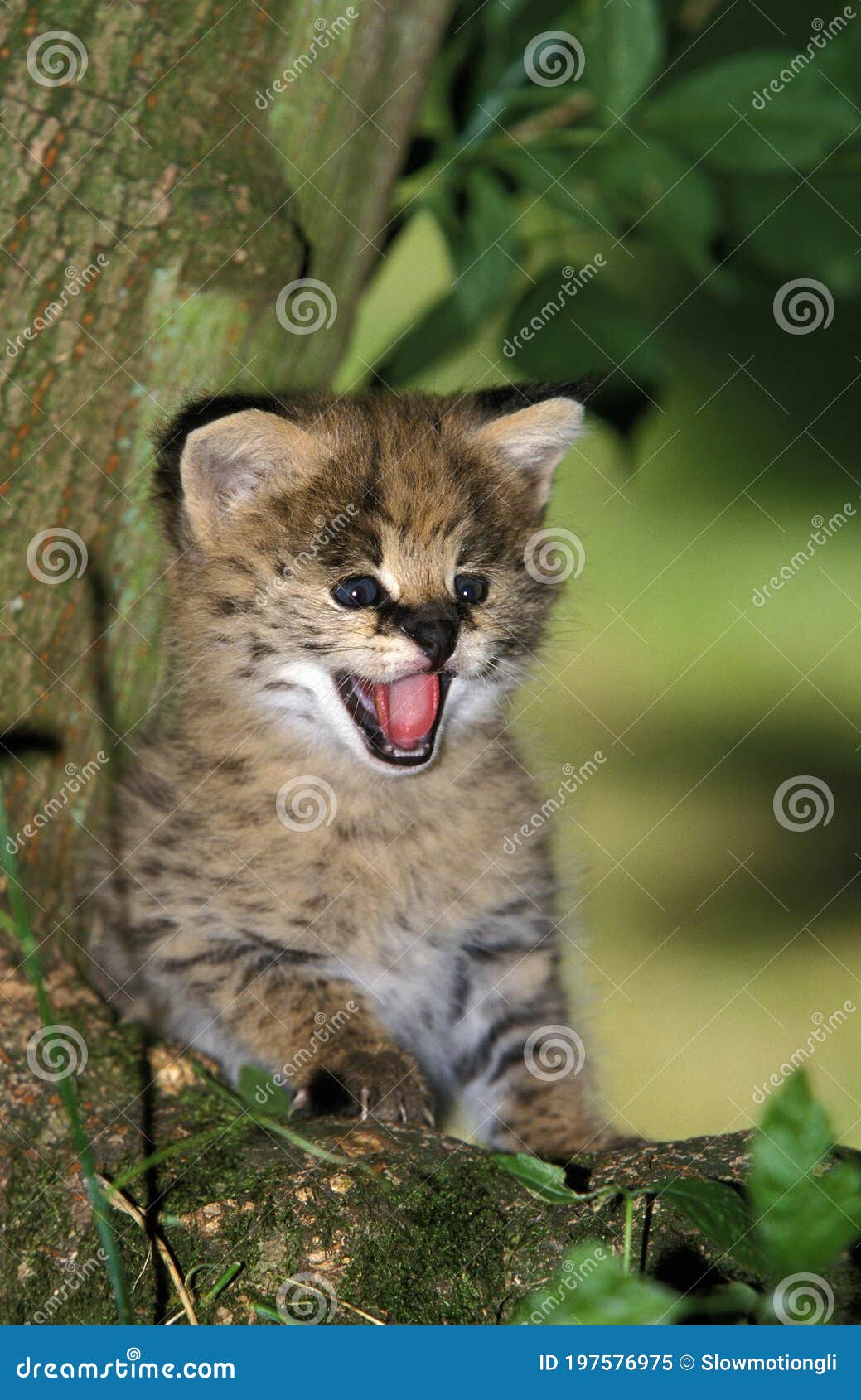 Servicio Leptailurus Serval Cub Imagen de archivo - Imagen de felino ...