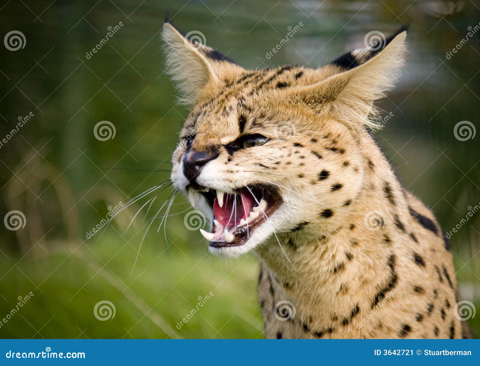 Servile stock image. Image of tongue, growl, malawi, wild - 3642721