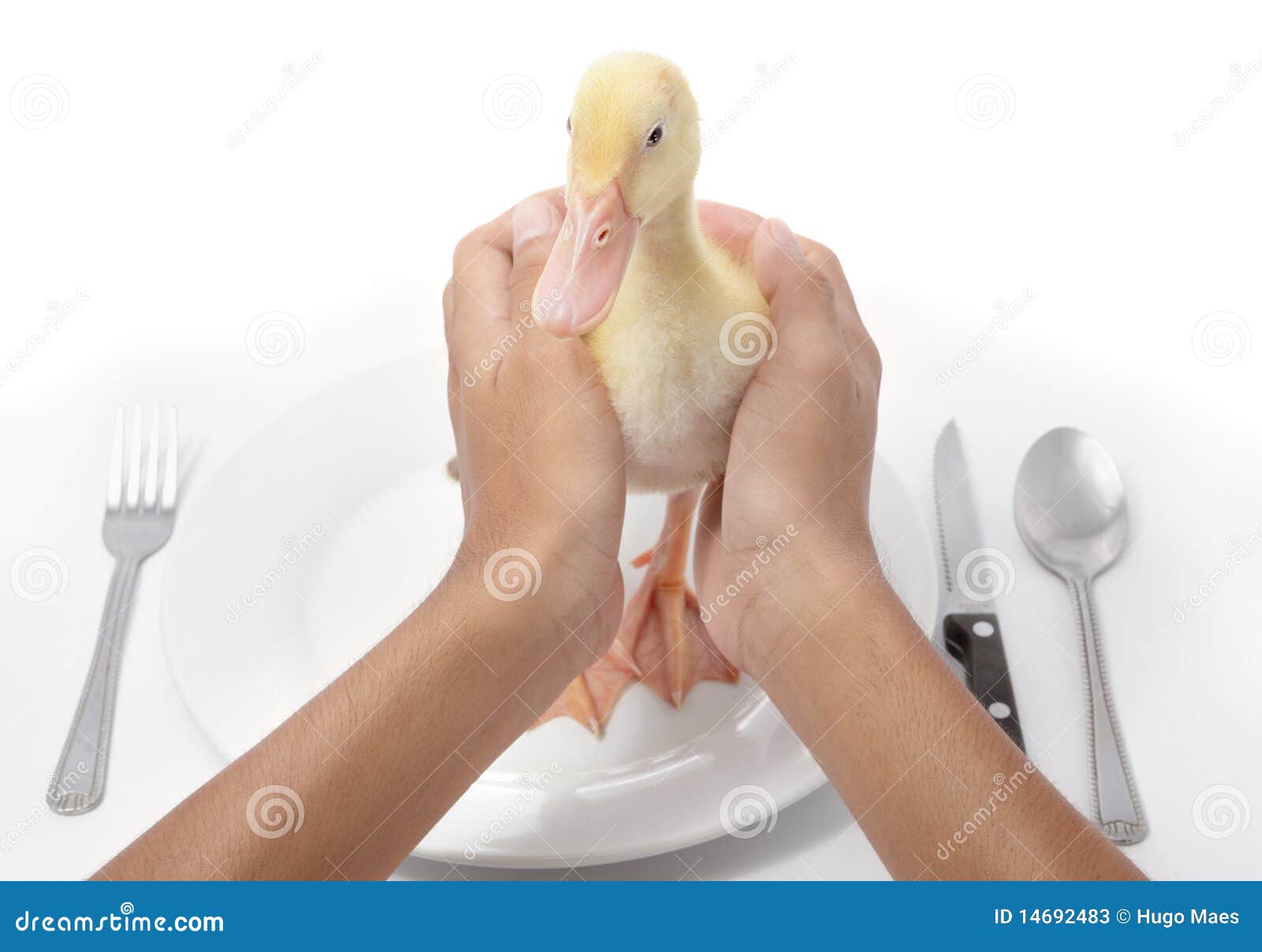 Serving duck for diner stock image. Image of passive - 14692483