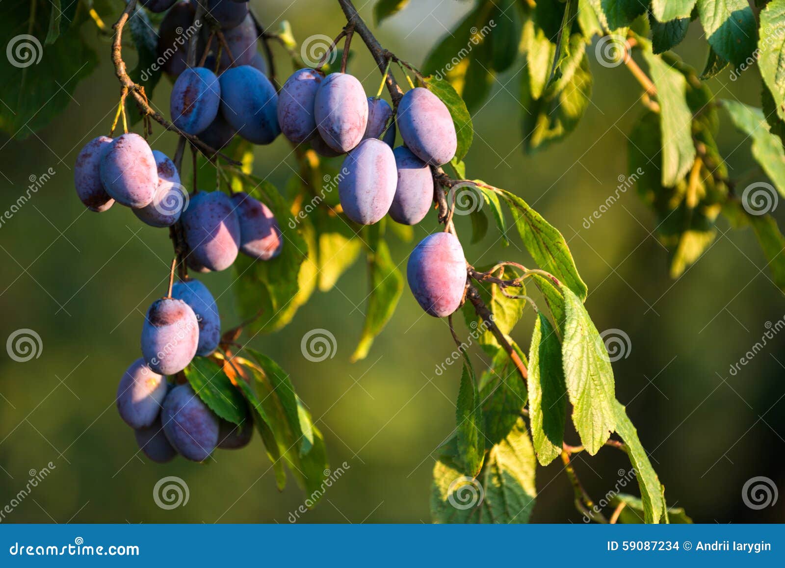 Servische Pruimen Op De Boom Stock Foto - Image of voeding, dieet: 59087234