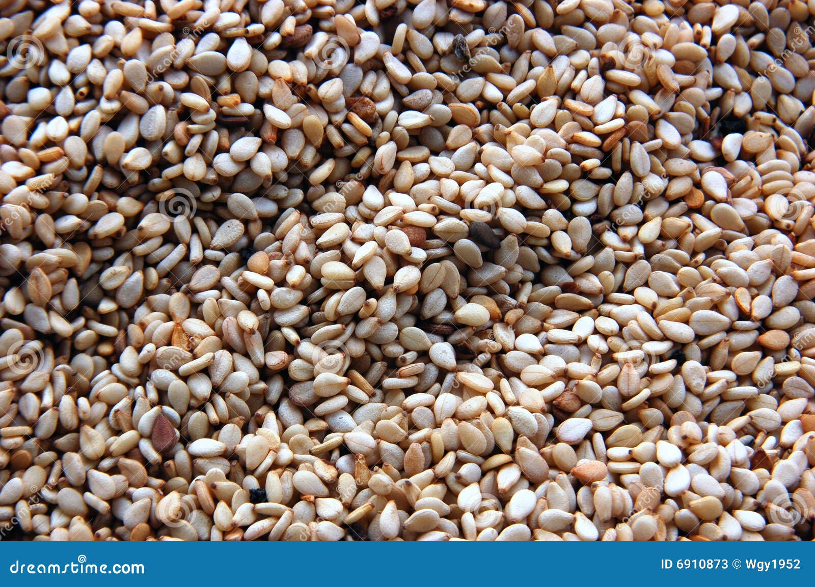 Sesame stock image. Image of isolated, farming, asian - 6910873