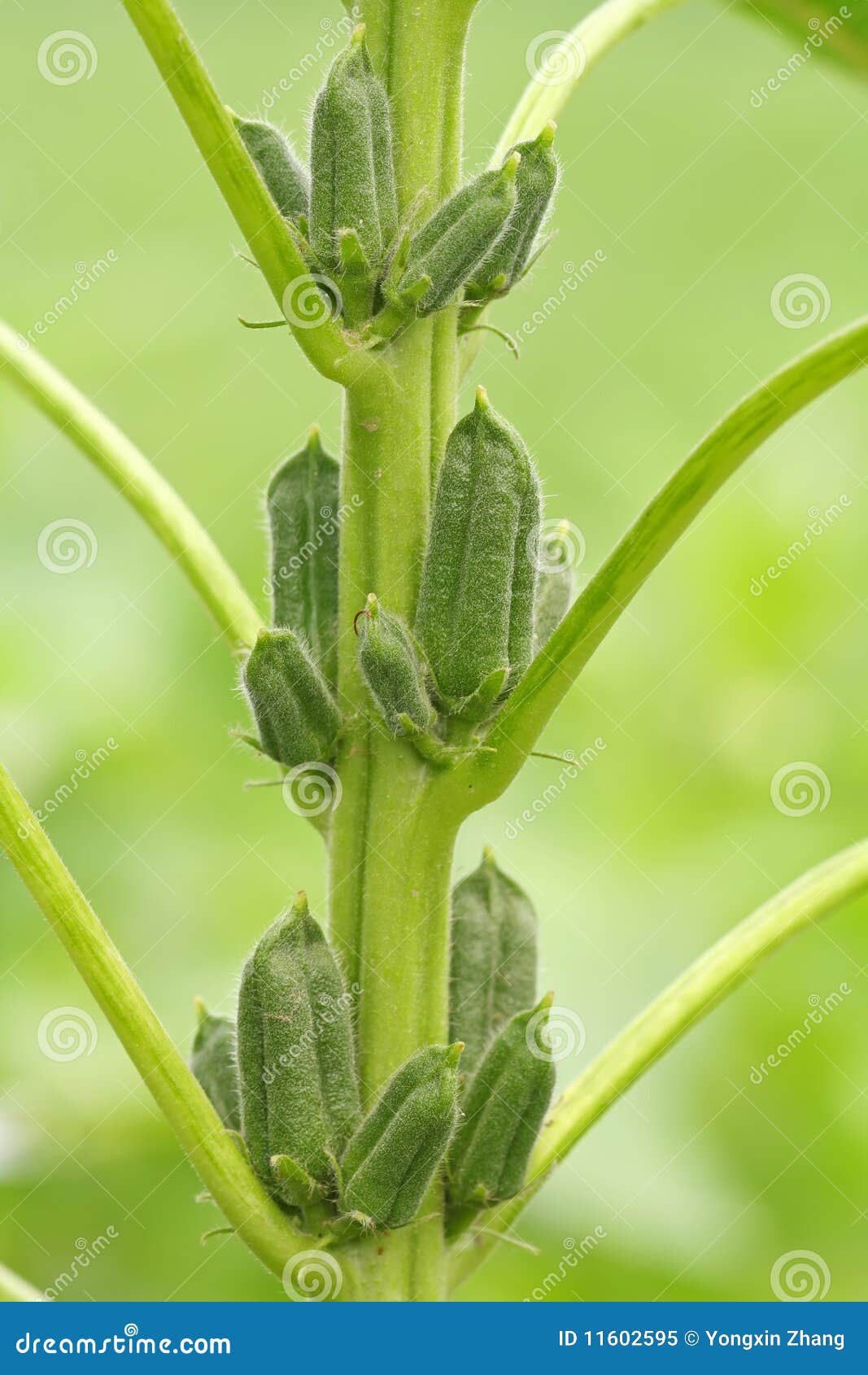 Sesame capsule stock image. Image of chinese, horticulture - 11602595
