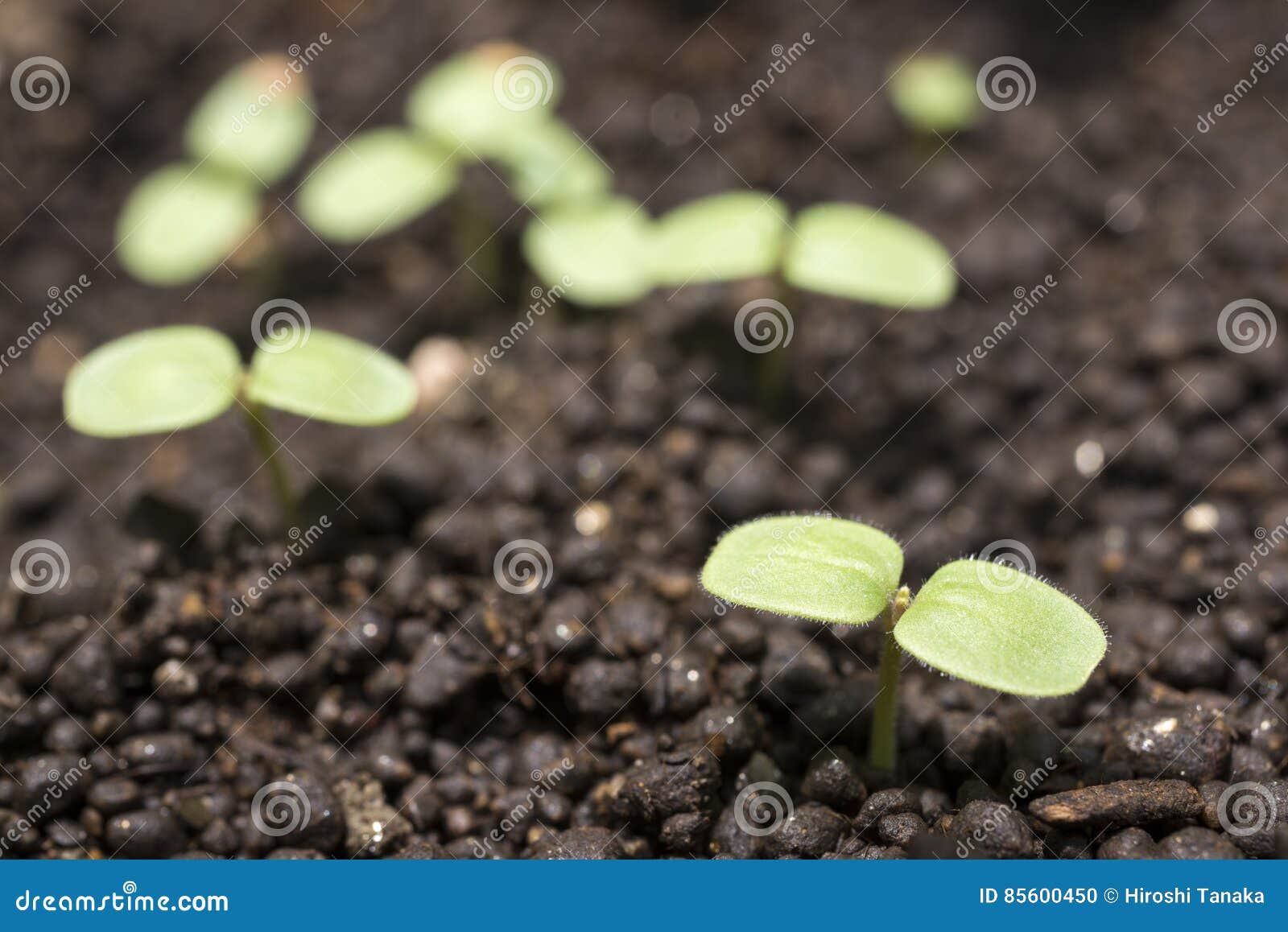 Sesame cotyledon stock photo. Image of crop, earth, agriculture - 85600450