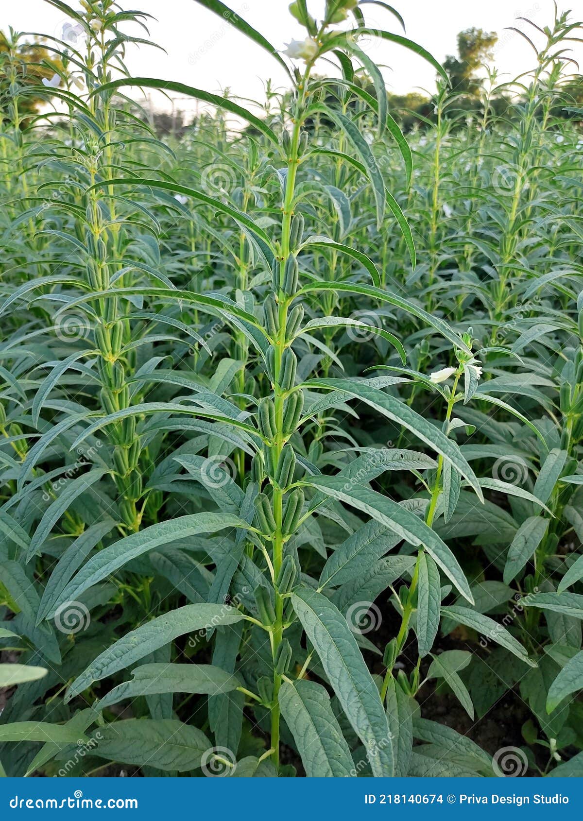 Sesame Crops Growing in Green Farmland Stock Photo - Image of ...