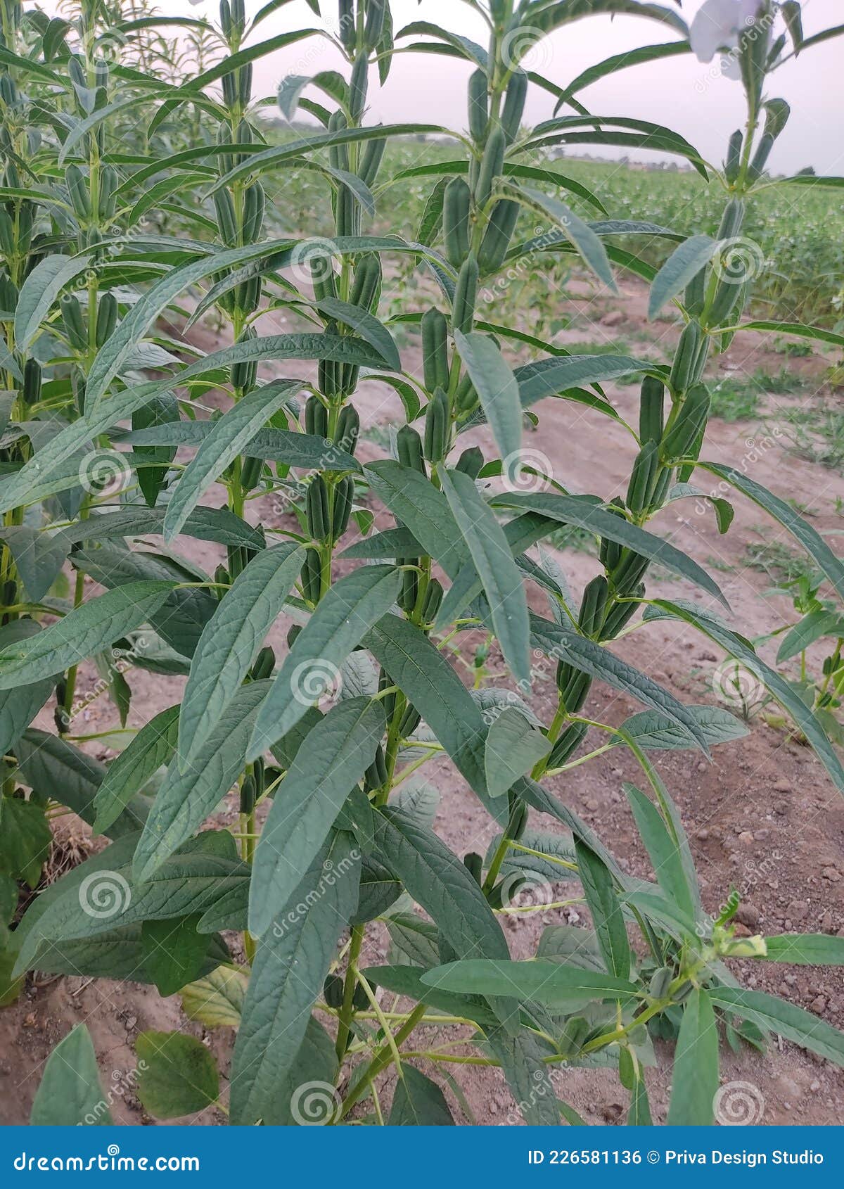 Sesame Crops Growing in Green Farmland Stock Photo - Image of field ...