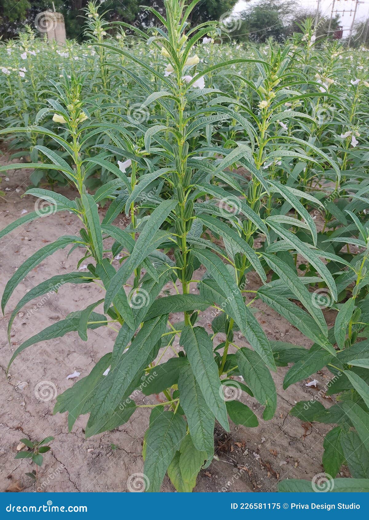 Sesame Crops Growing in Green Farmland Stock Image - Image of full ...