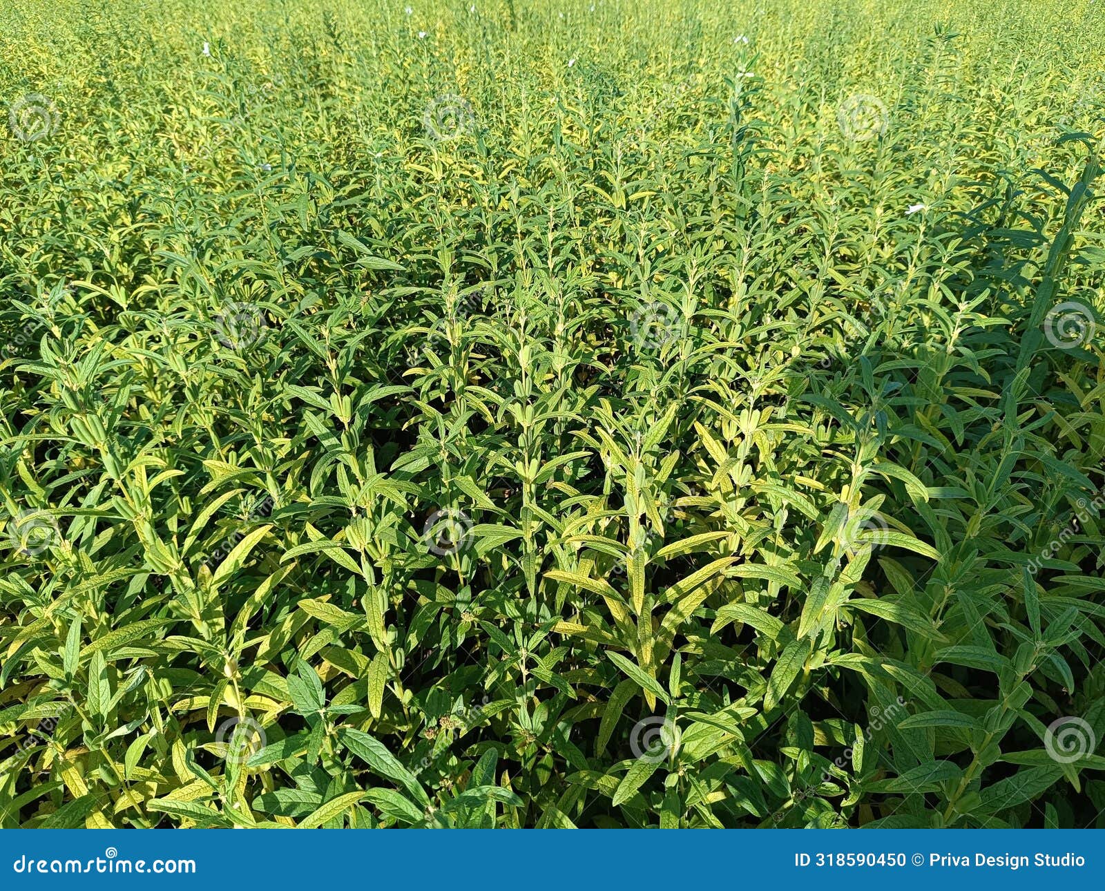 Sesame Crops Growing in Green Farmland Stock Photo - Image of black ...