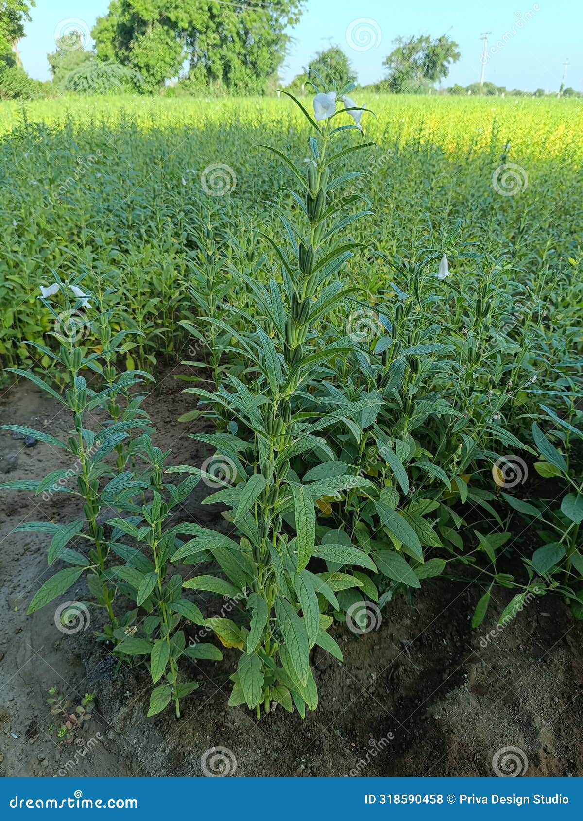 Sesame Crops Growing in Green Farmland, Farm Stock Photo - Image of ...