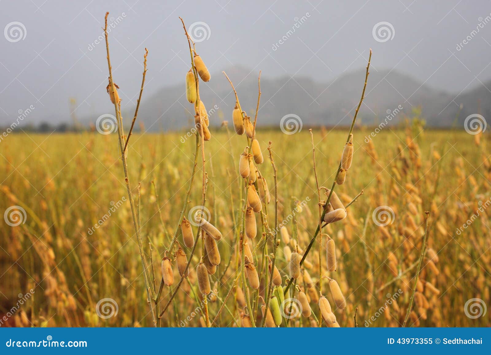 Sesame farm stock image. Image of plant, biology, chinese - 43973355