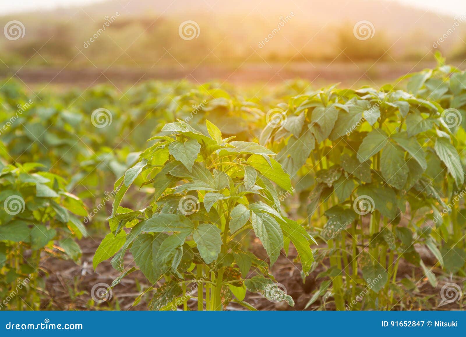 Sesame farm stock image. Image of cereal, environment - 91652847