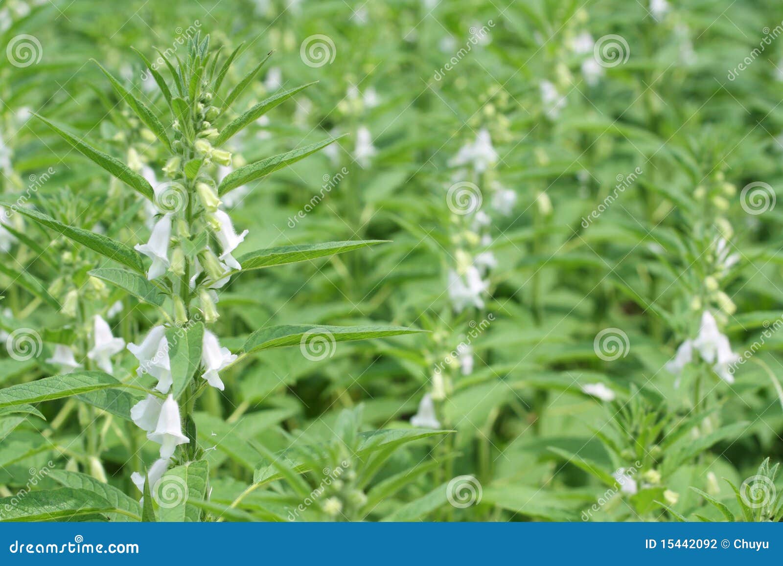 Sesame field stock photo. Image of plantation, growth - 15442092