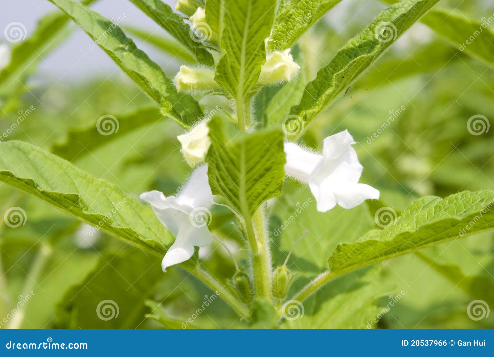 Sesame field stock photo. Image of white, growth, gingili - 20537966