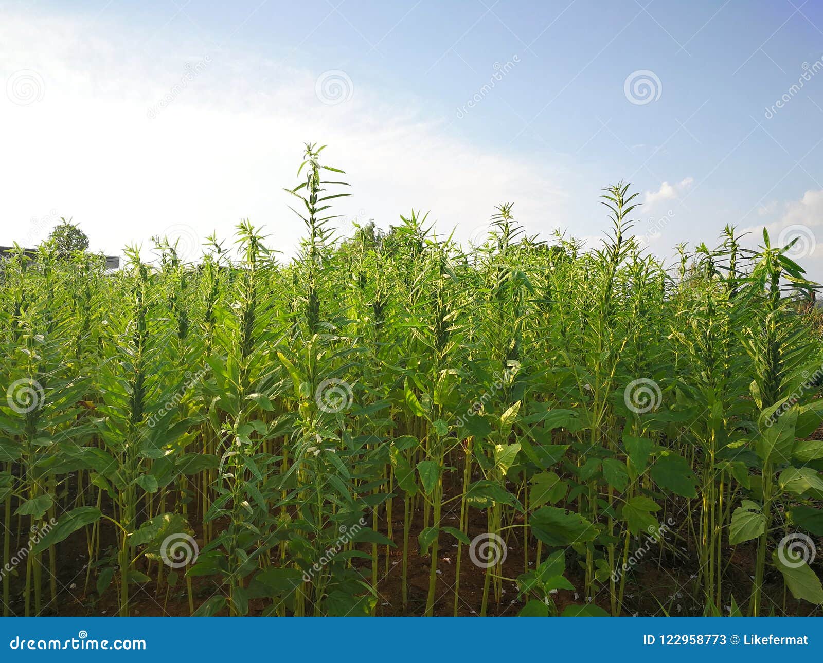 Sesame field stock image. Image of plants, gingili, sesame - 122958773