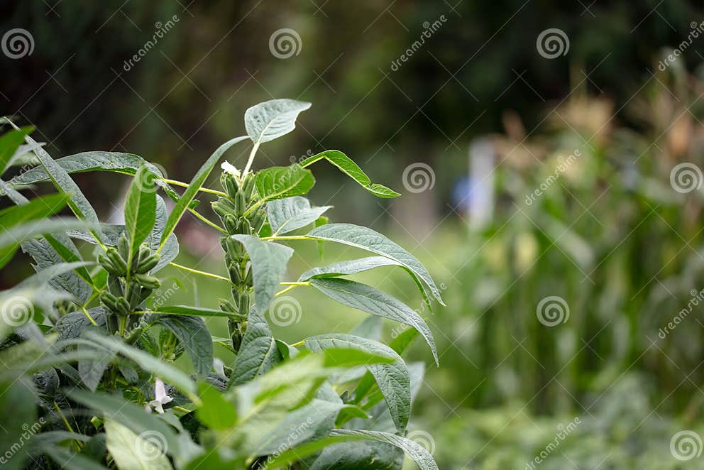 A sesame full of fruit stock image. Image of sesame - 254020947