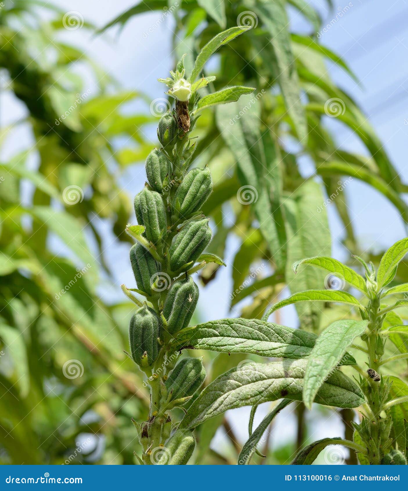 Sesame Growth in the Fields Stock Photo - Image of health, capsule ...