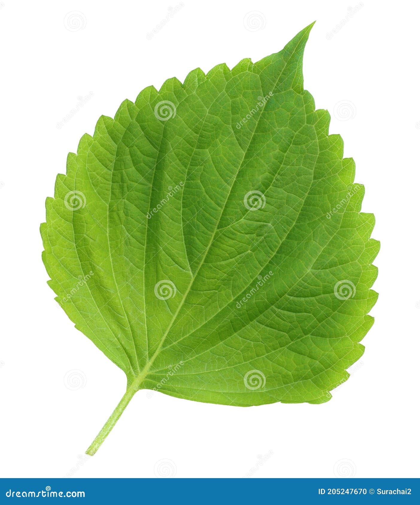 Sesame Leaves or Perilla Leaf Isolated on White Stock Photo - Image of ...