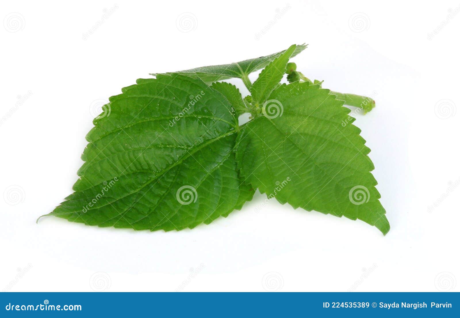 Sesame Leaves or Perilla Leaf Isolated on White Background Stock Image ...