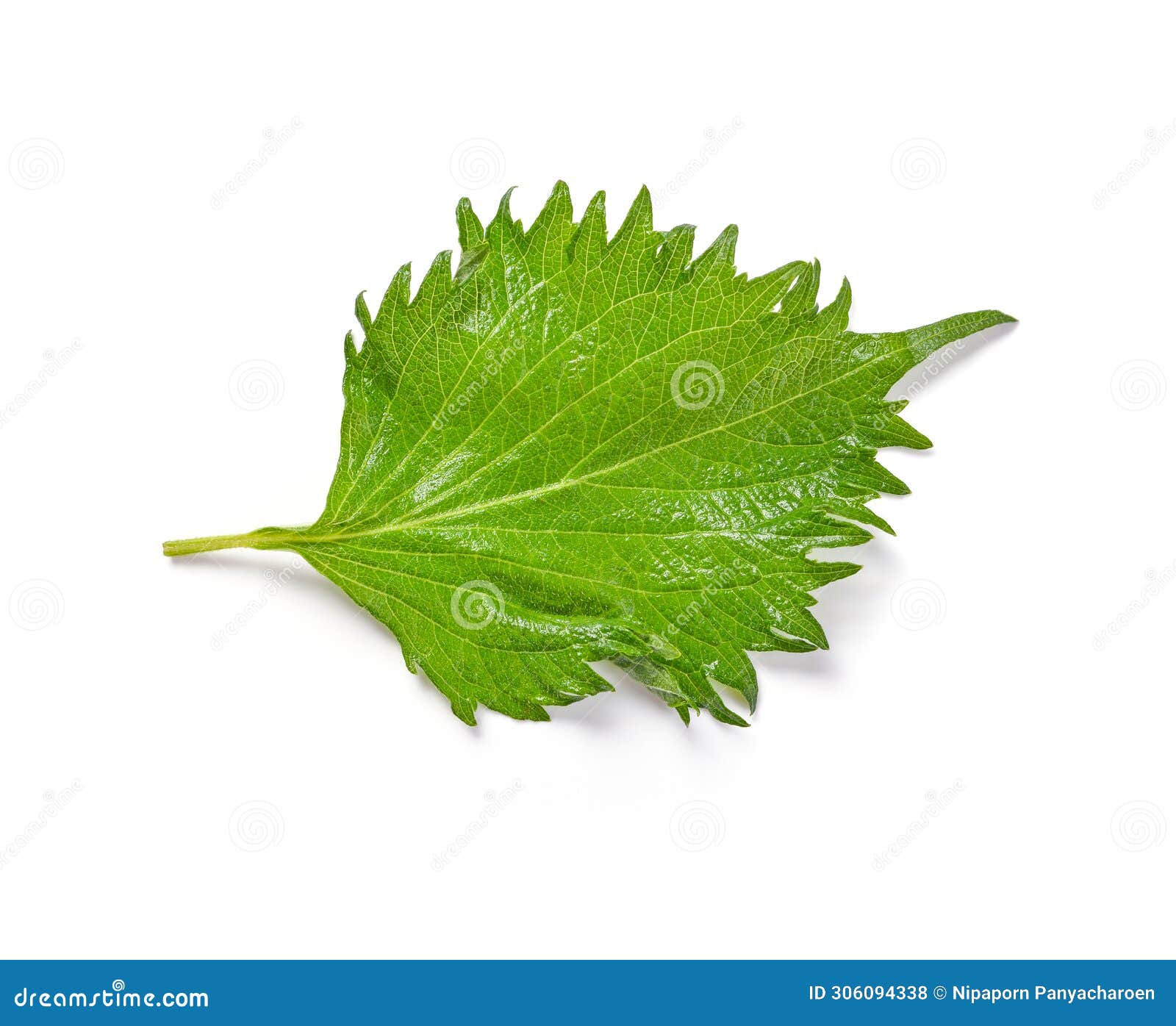 Sesame Leaves or Perilla Leaf Isolated on White Background Stock Photo ...
