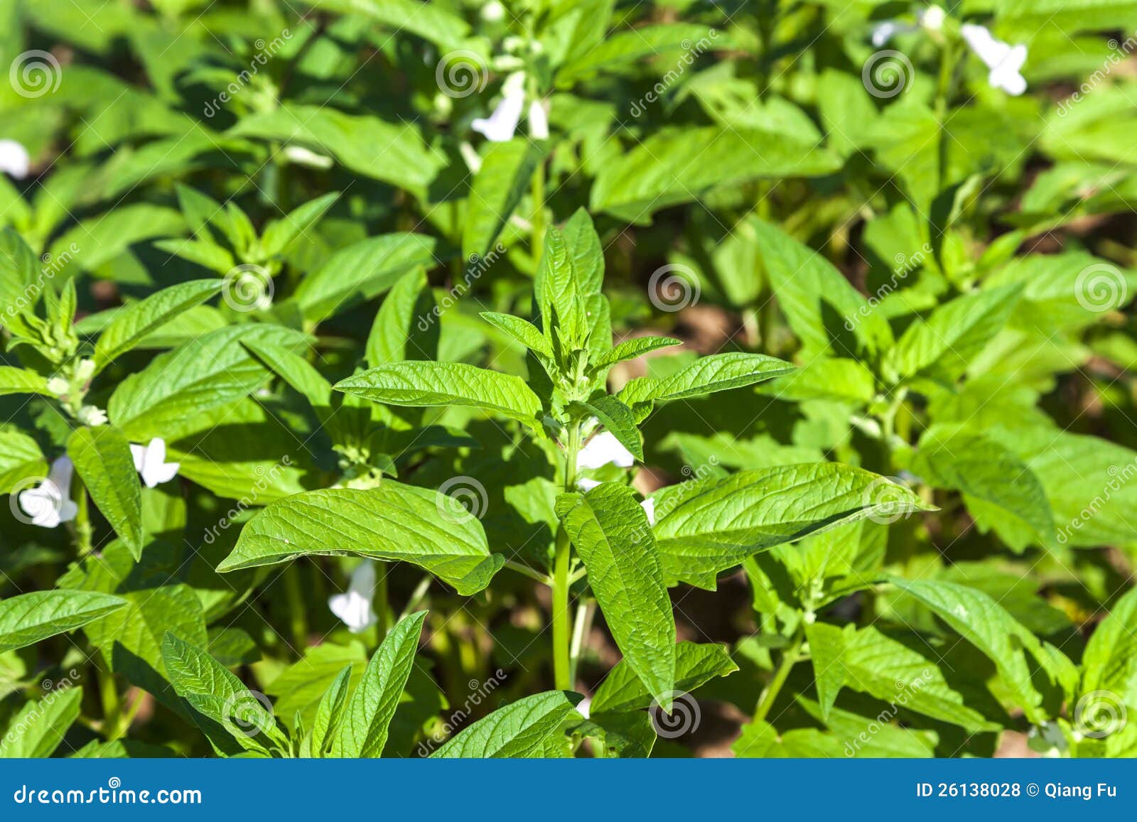 Sesame plant stock photo. Image of asian, growing, closeup - 26138028