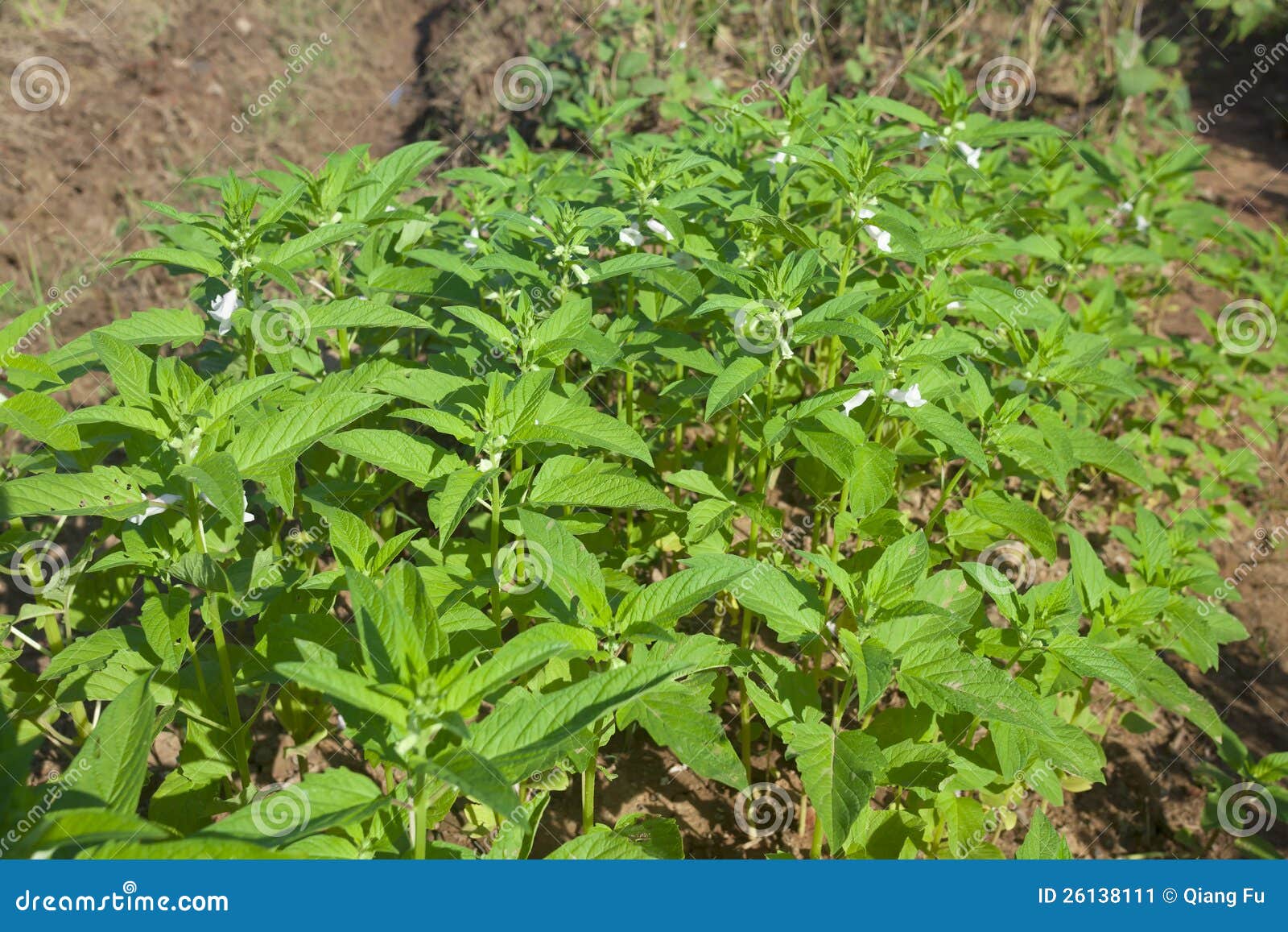 Sesame plant stock image. Image of closeup, field, healthy - 26138111