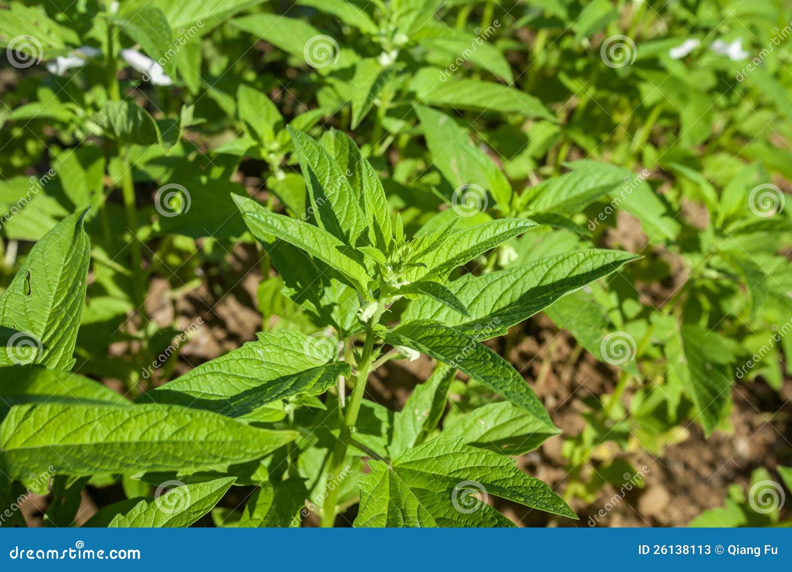 Sesame plant stock image. Image of dirt, golden, brown - 26138113