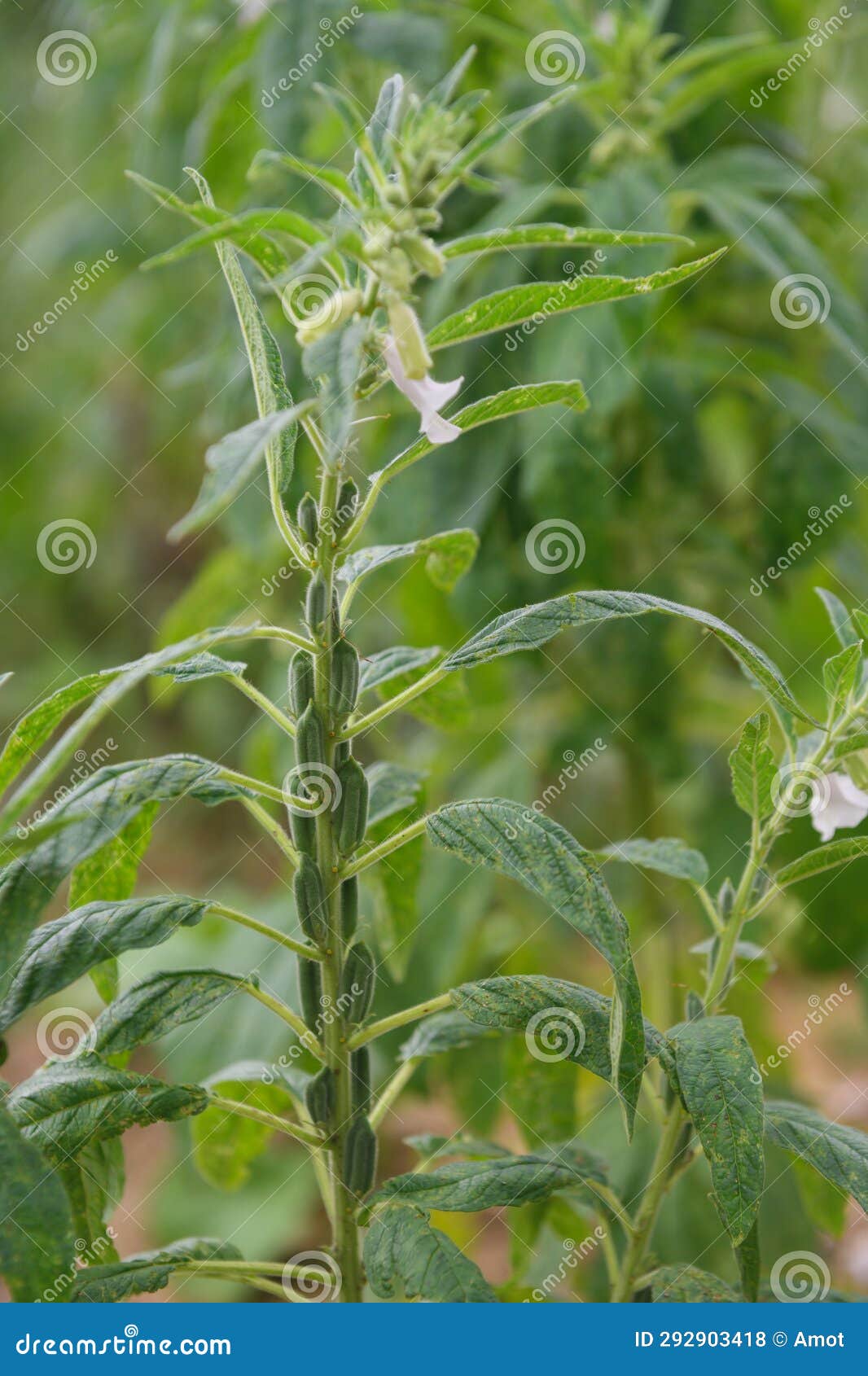 Sesame plant stock photo. Image of budding, grass, prairie - 292903418
