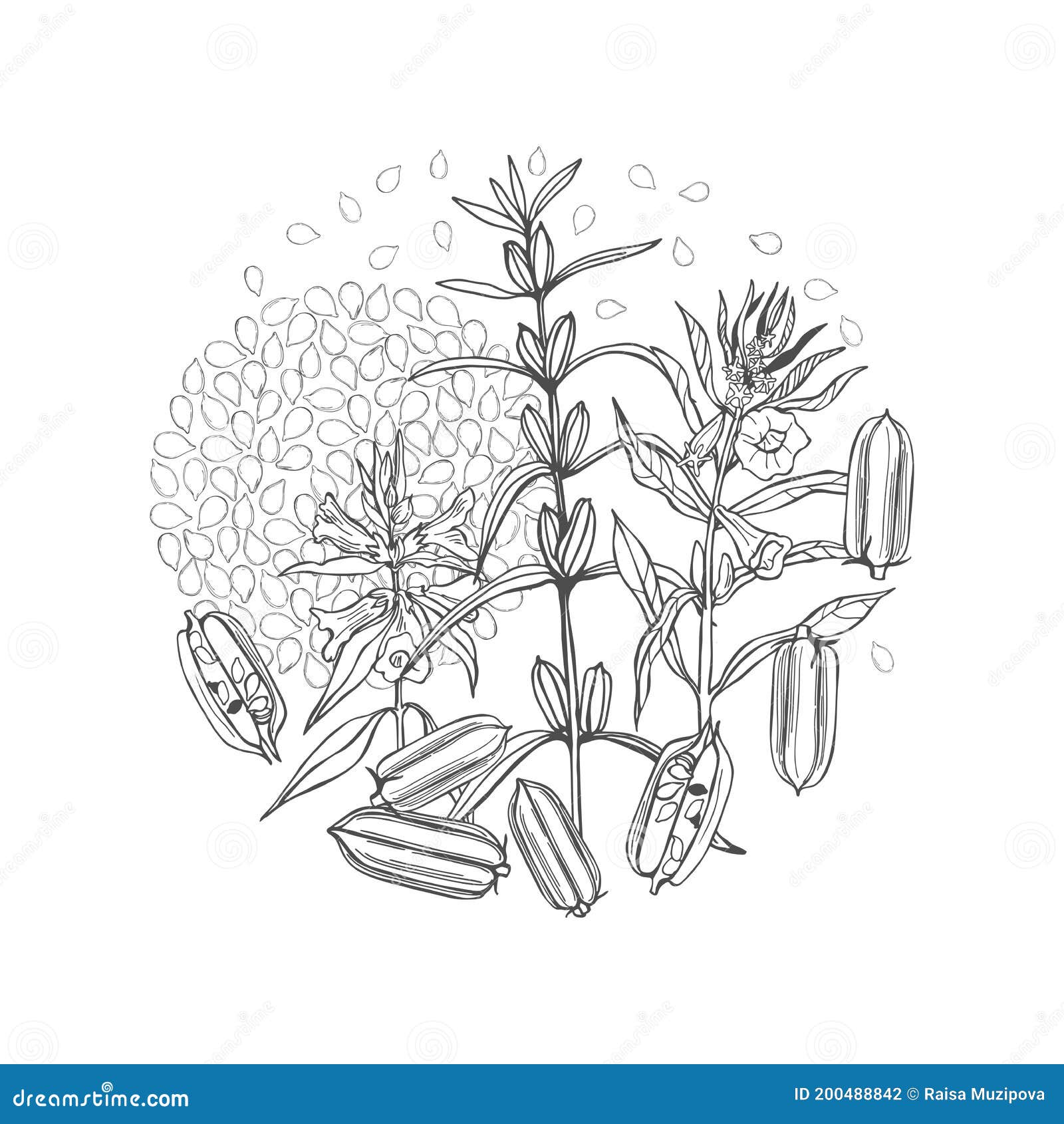 Sesame Plant. Vector Illustration Stock Vector - Illustration of trunk ...